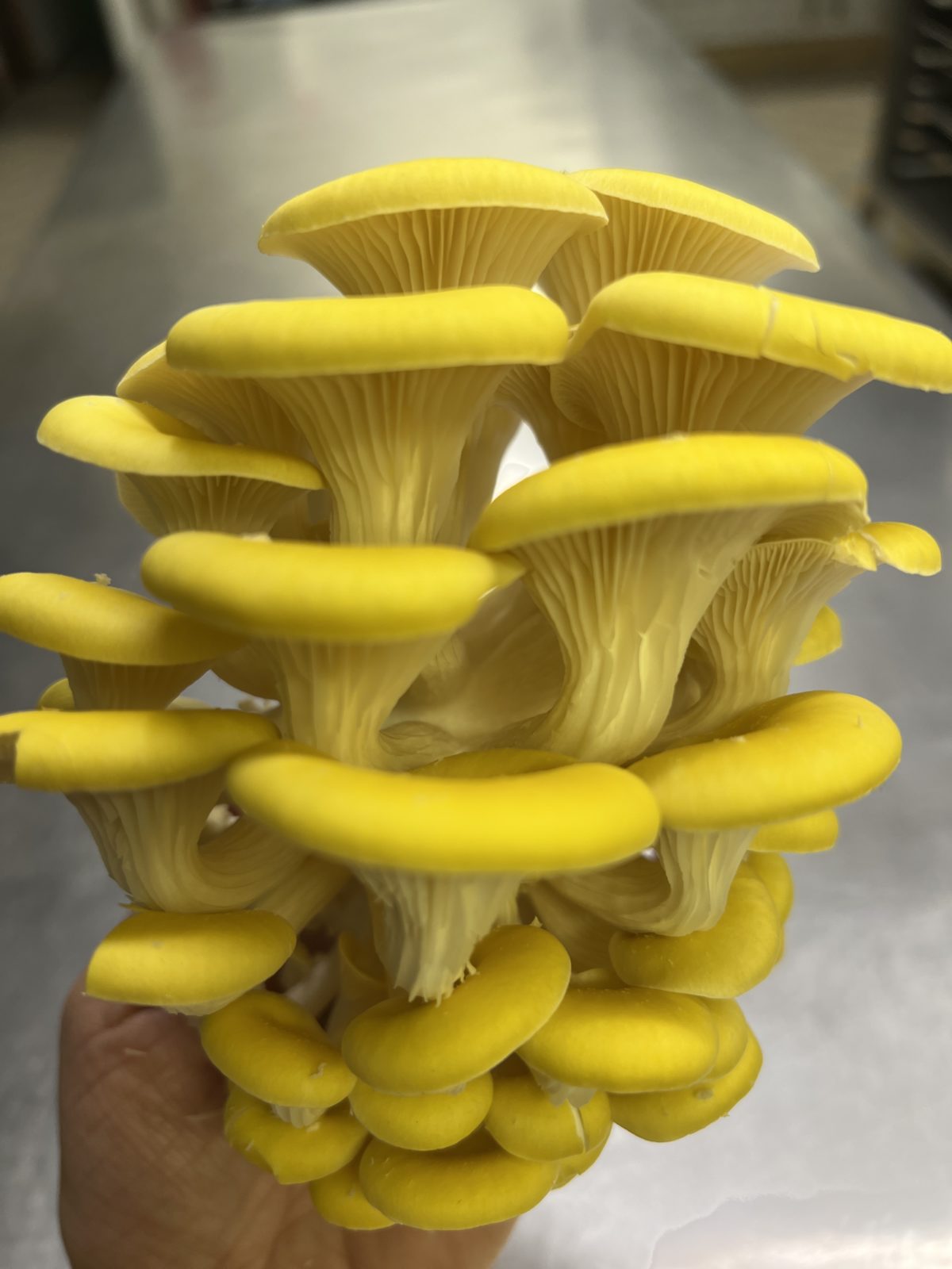 Filet de bar en écailles soufflées, lentin de chênes, calamar et royale ...